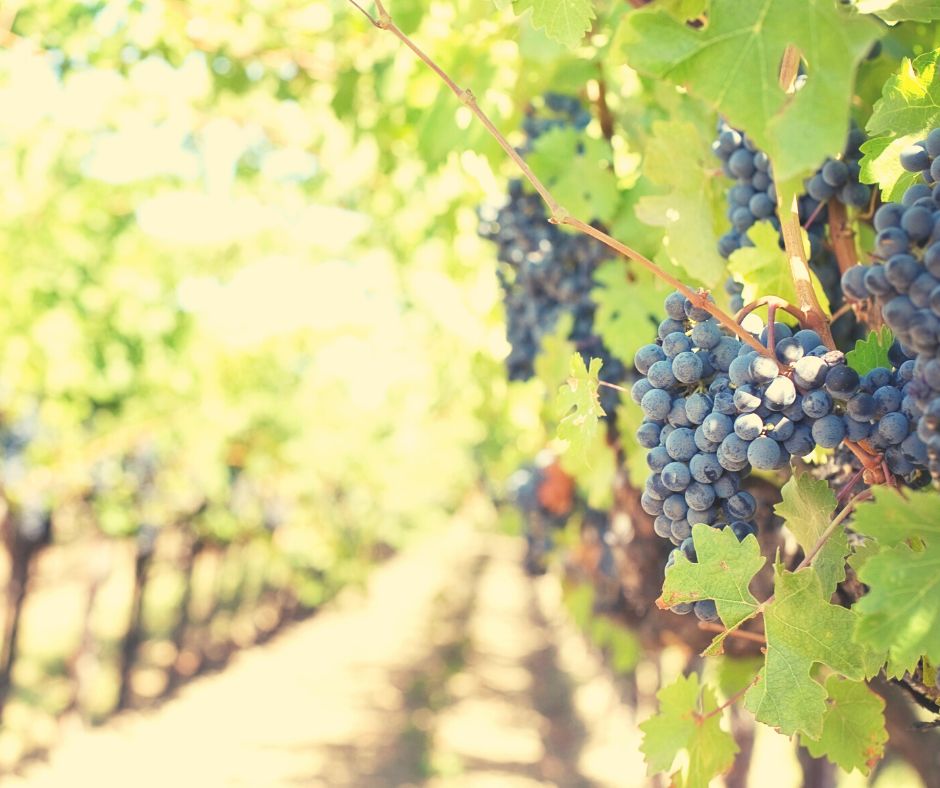 Jubilee Vineyard Estate – Time to celebrate